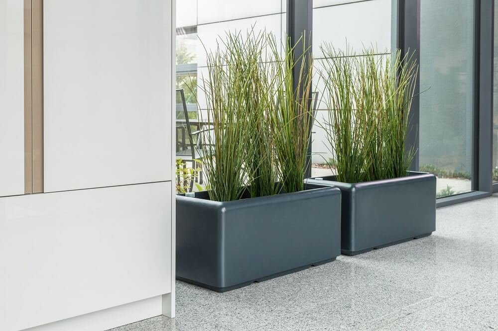 Pielęgnacja monstery – wszystko co musisz wiedzieć - Monumo